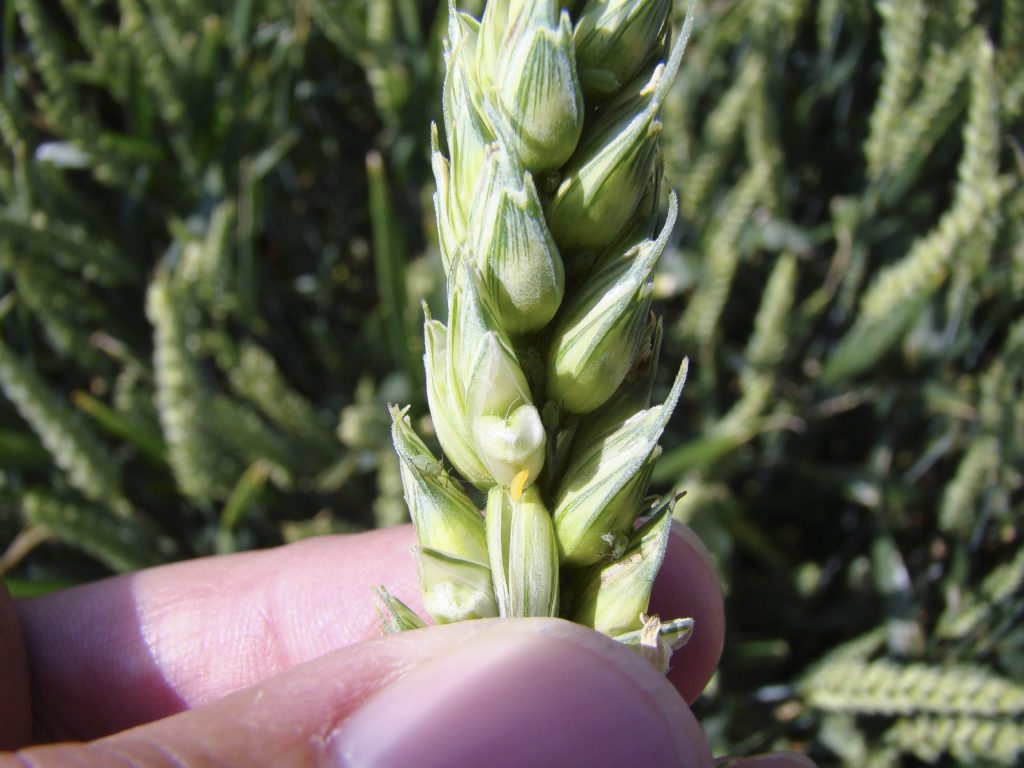 Cécidomyie orangée du blé