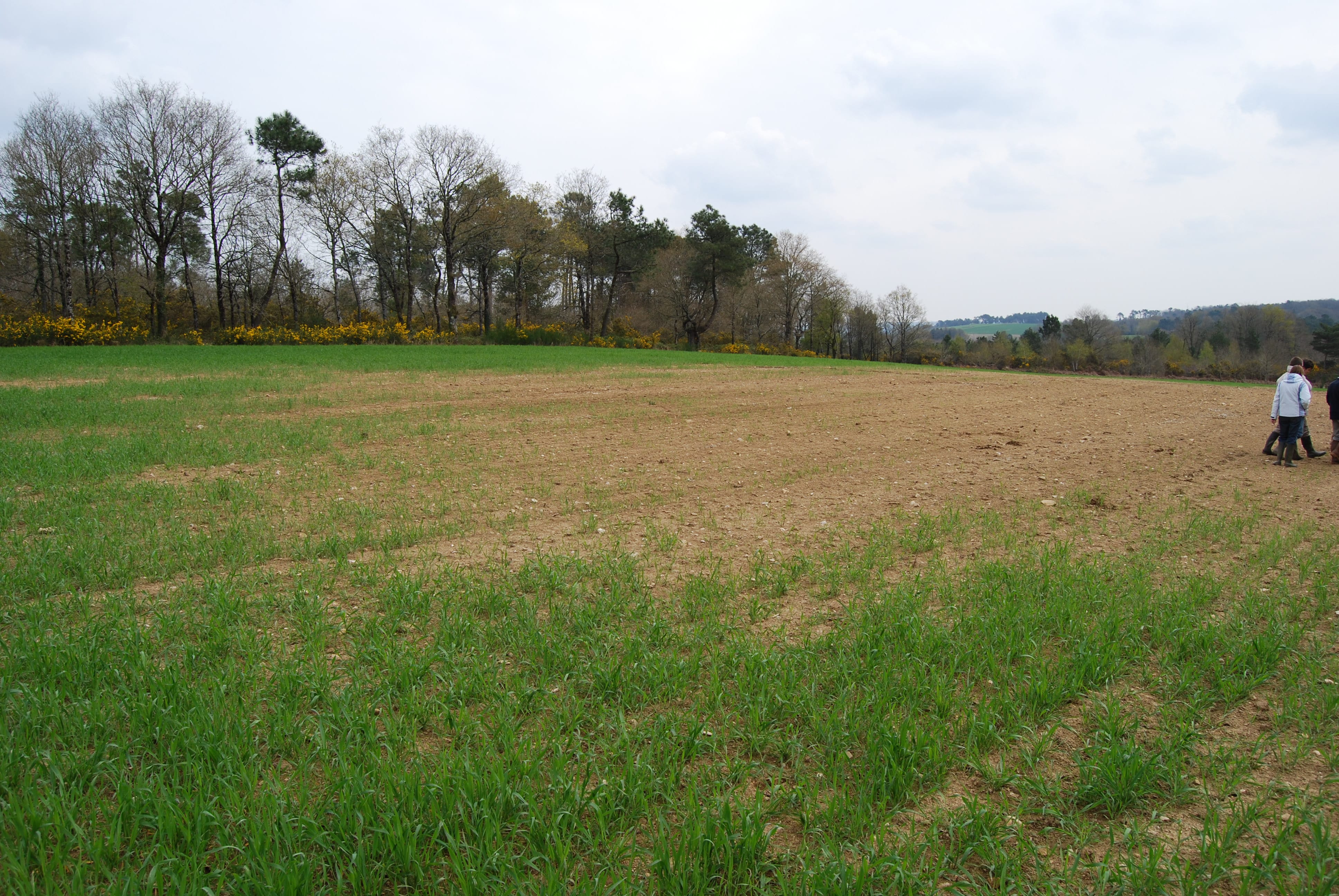 Limace sur triticale