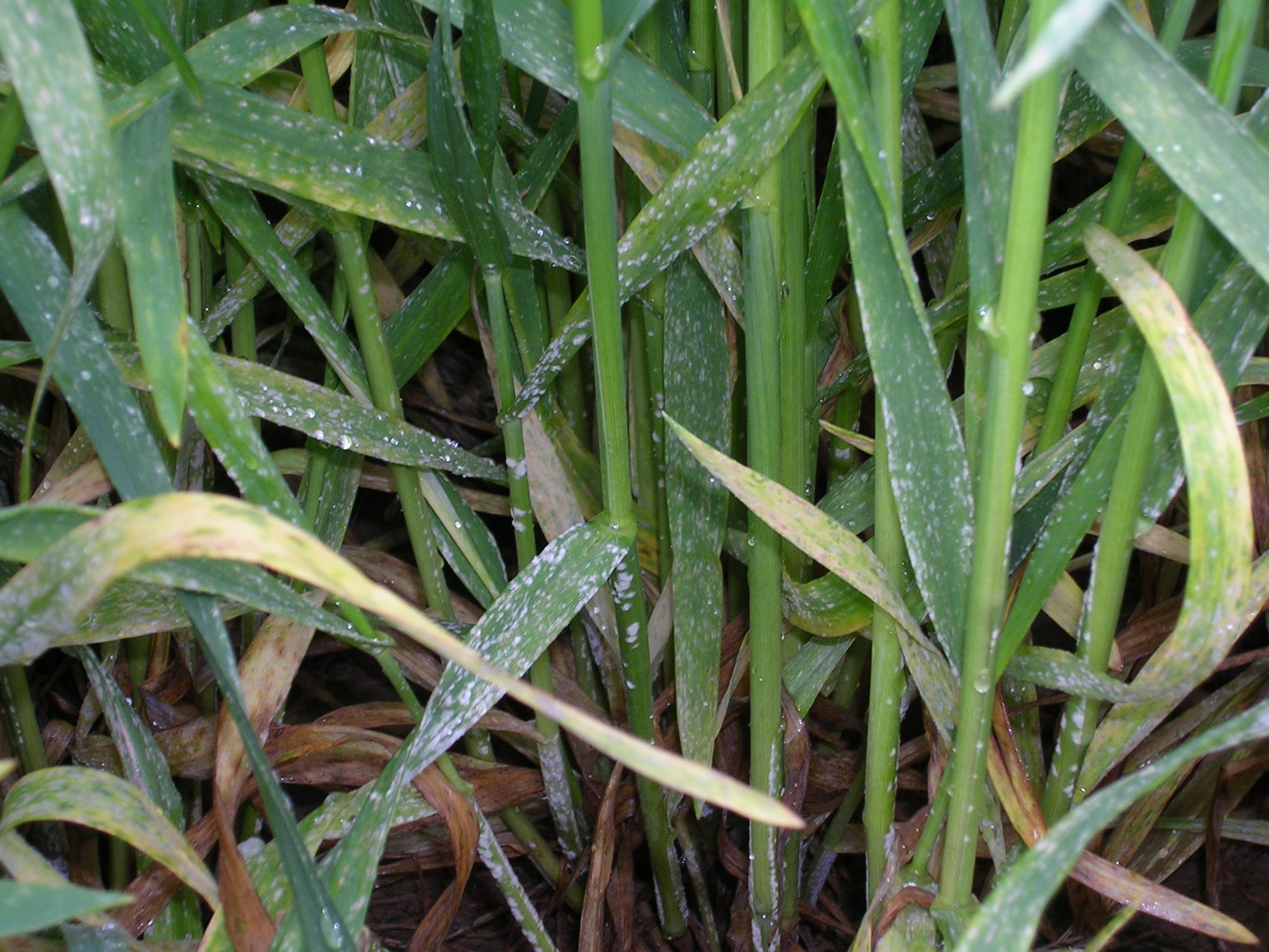 Oïdium sur triticale