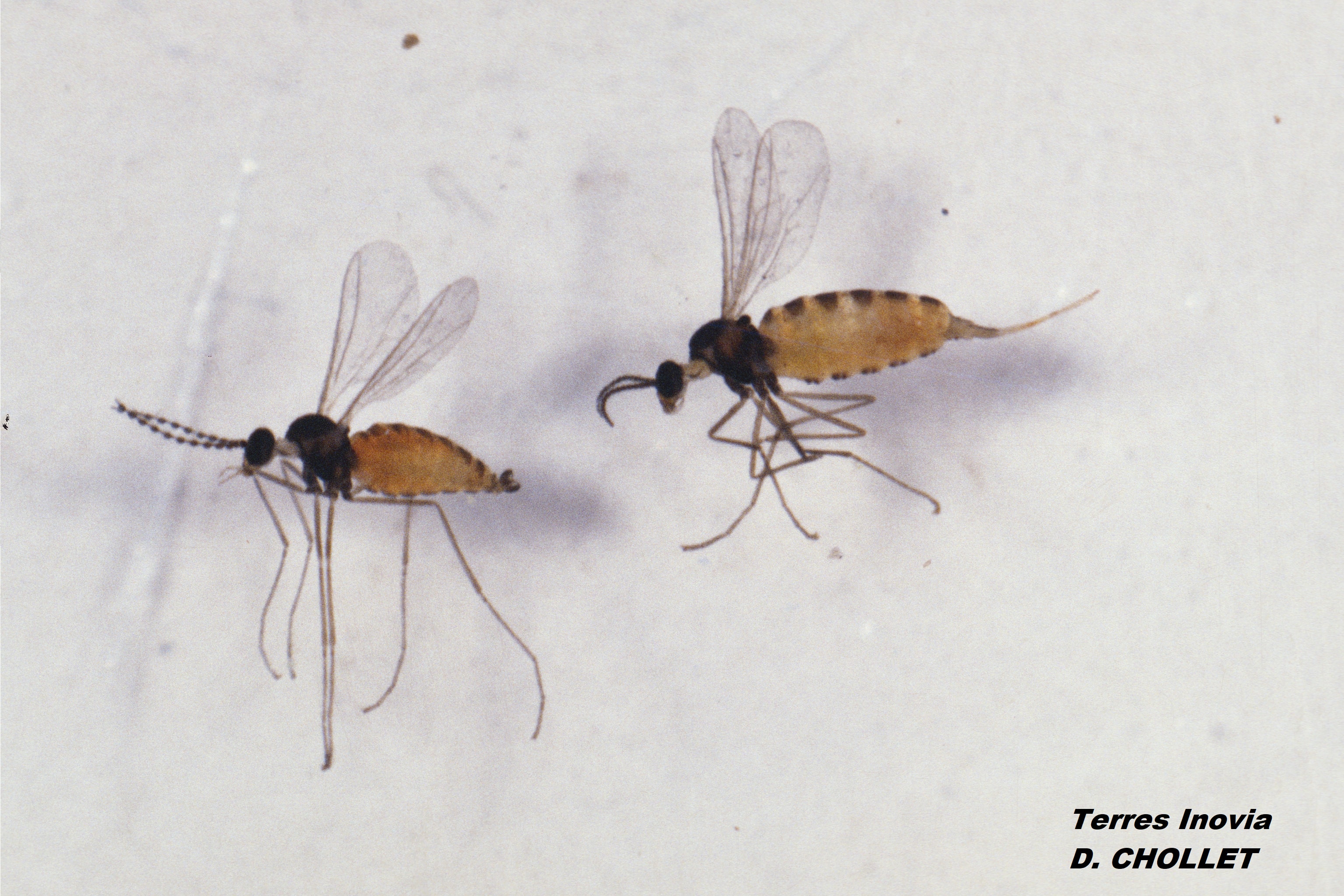 Cécidomyie des siliques sur colza