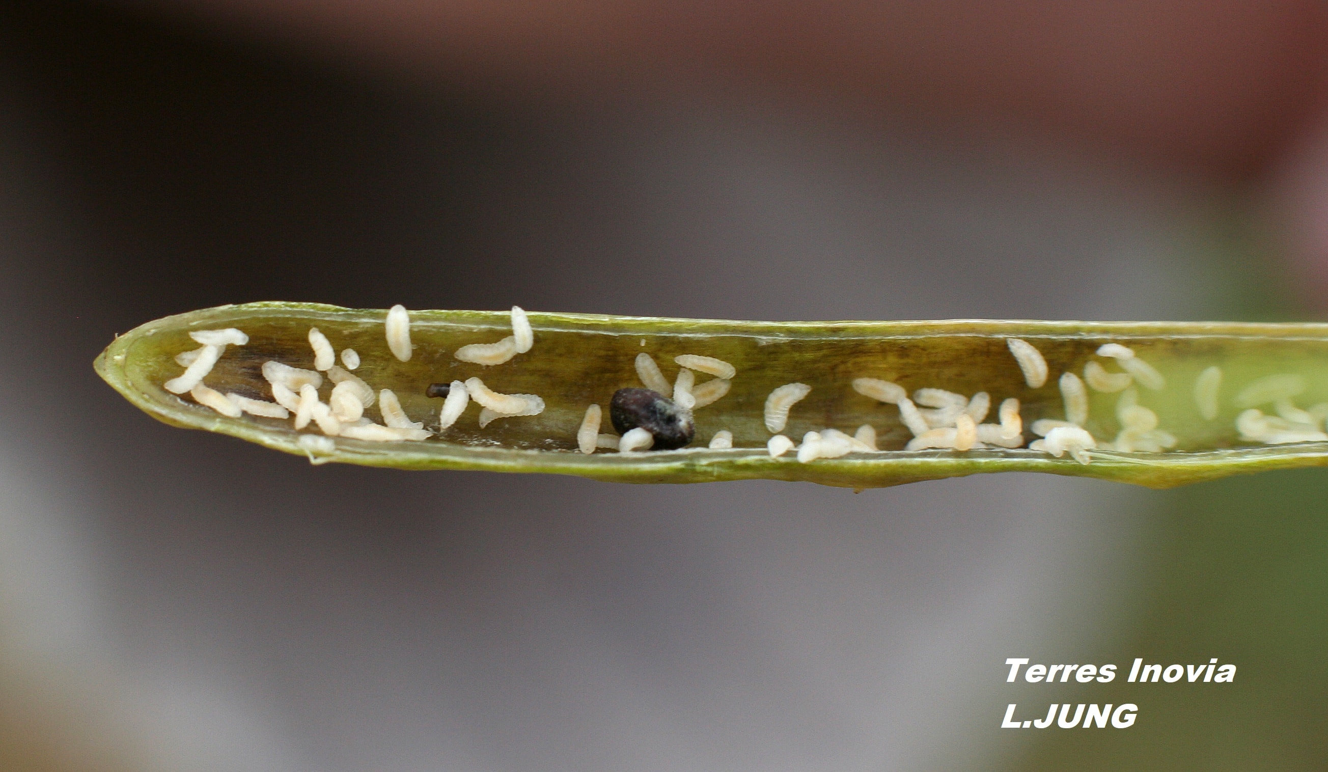 Cécidomyie des siliques sur colza