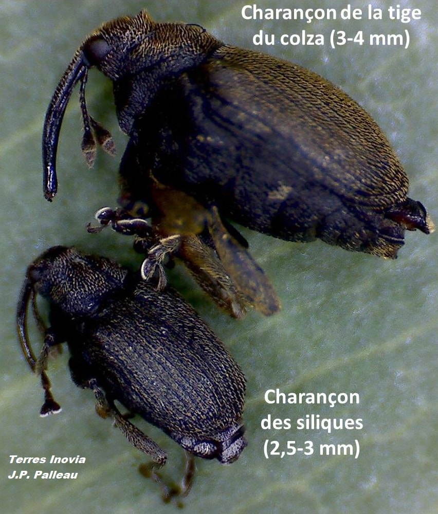 Charançon de la tige du colza