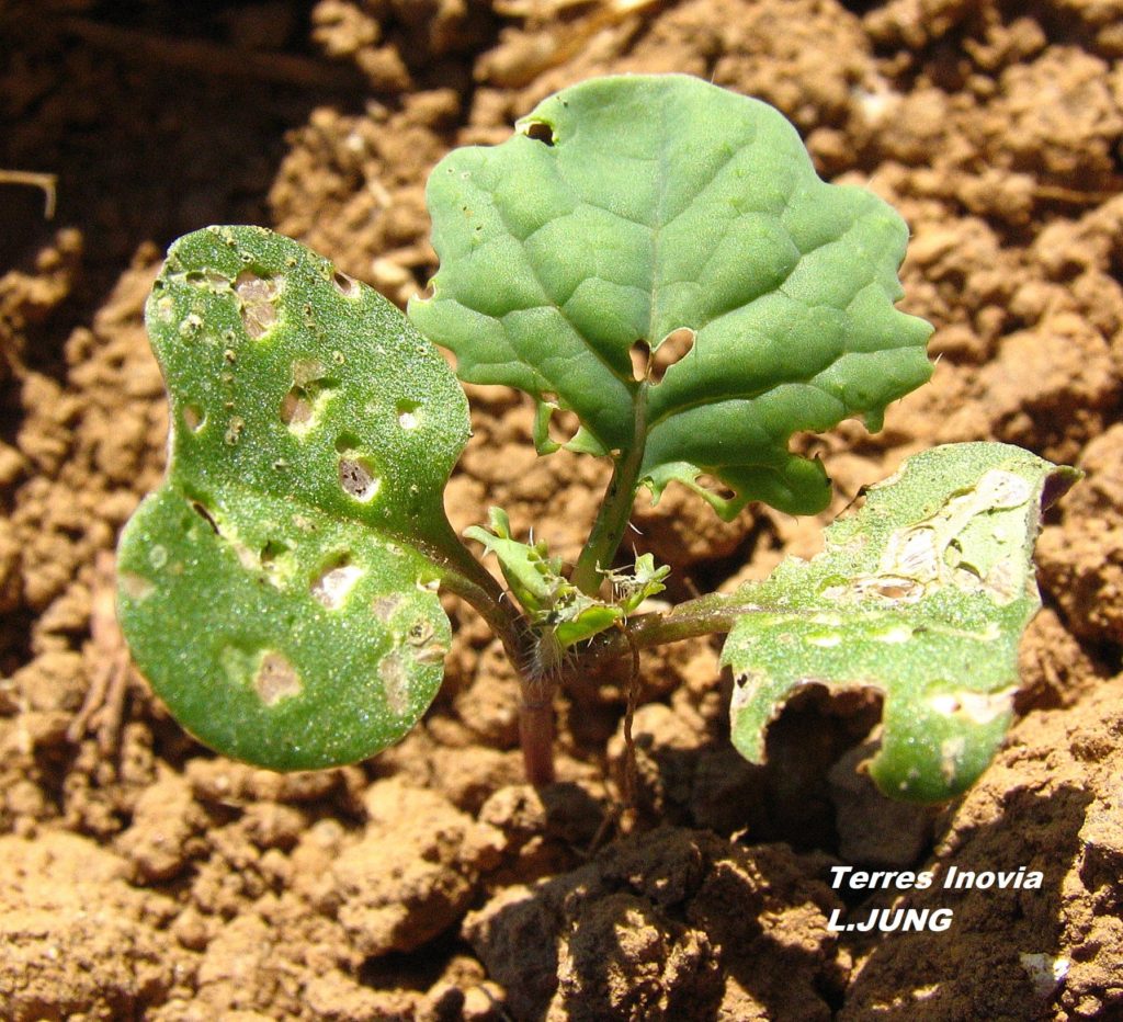 Grosse altise sur colza