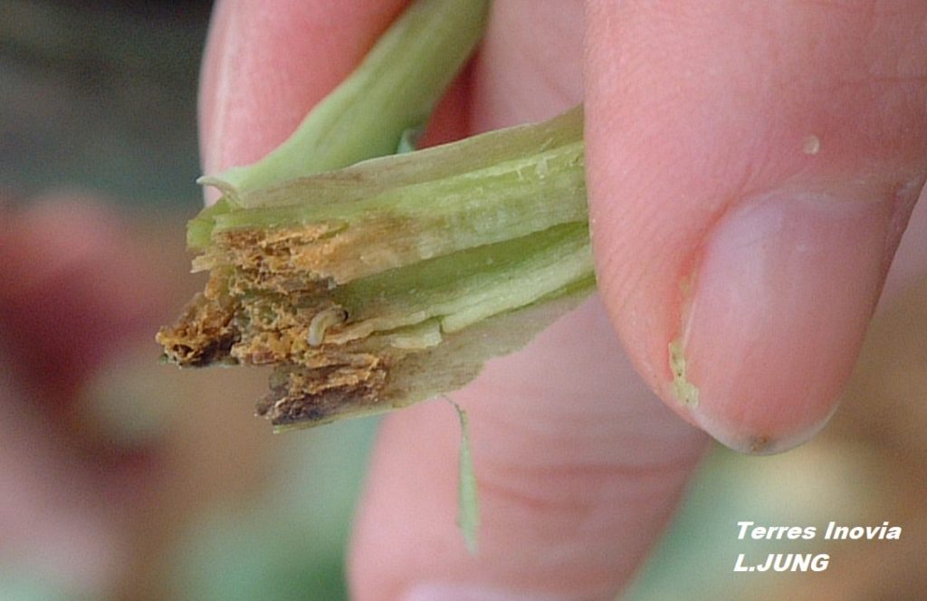 Larve d'altise sur colza