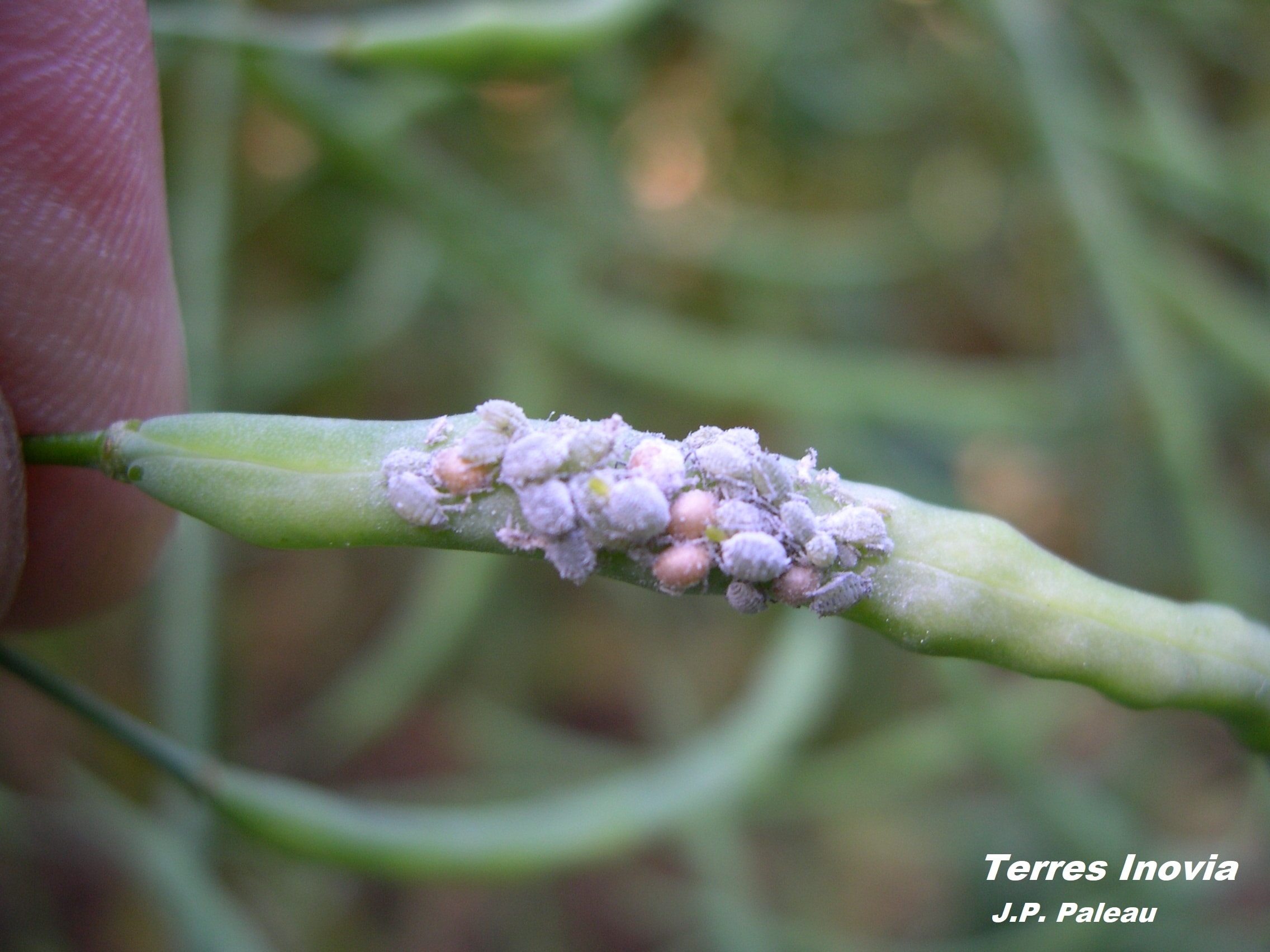 Puceron cendré de printemps sur colza