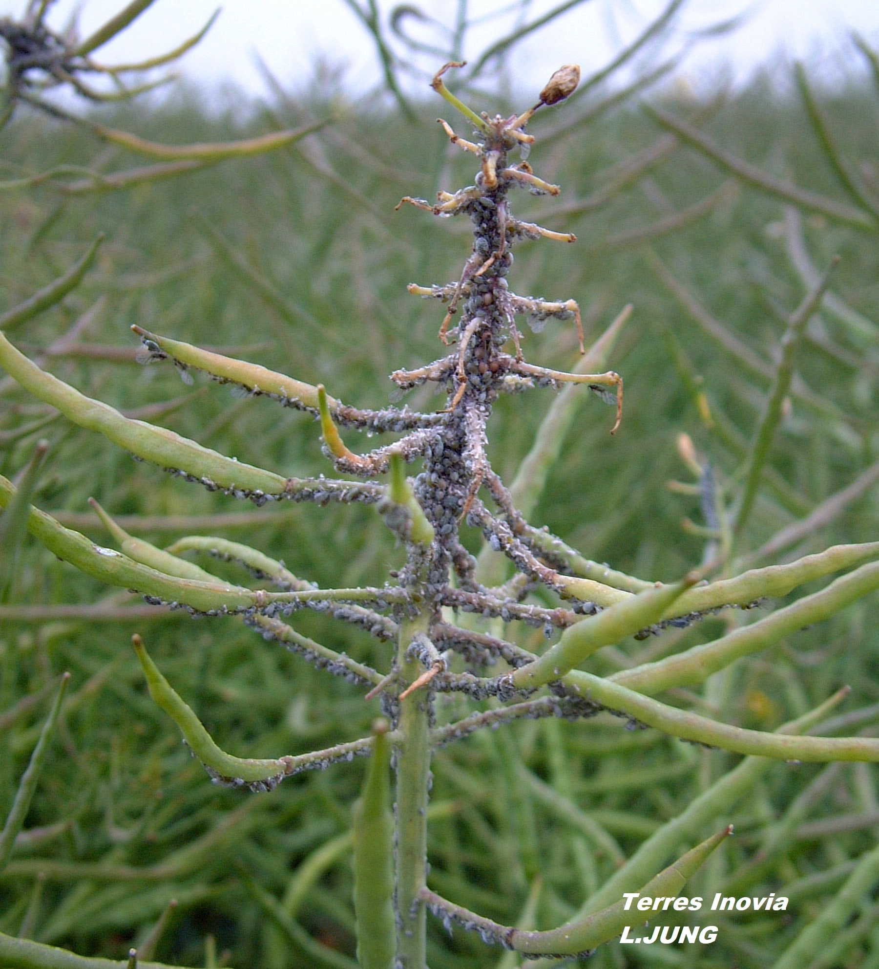 Puceron cendré d'automne sur colza