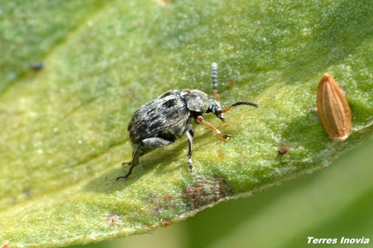 Bruche sur la féverole de printemps