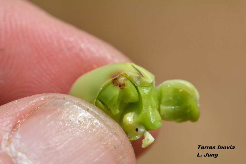 Bruche sur la féverole de printemps