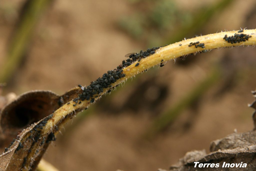 Puceron noir de la fève sur tournesol