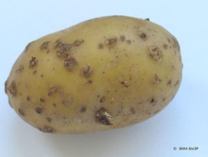 Gale commune à pustules sur pomme de terre