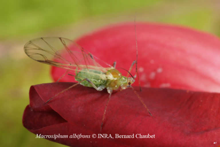 Puceron sur lupin de printemps