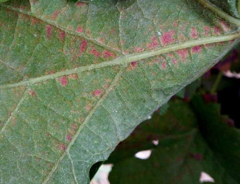 Acarien jaune sur vigne