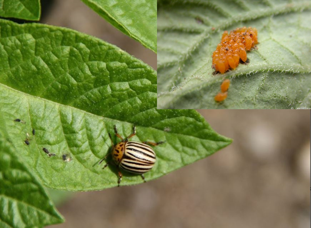 Doryphore sur pomme de terre
