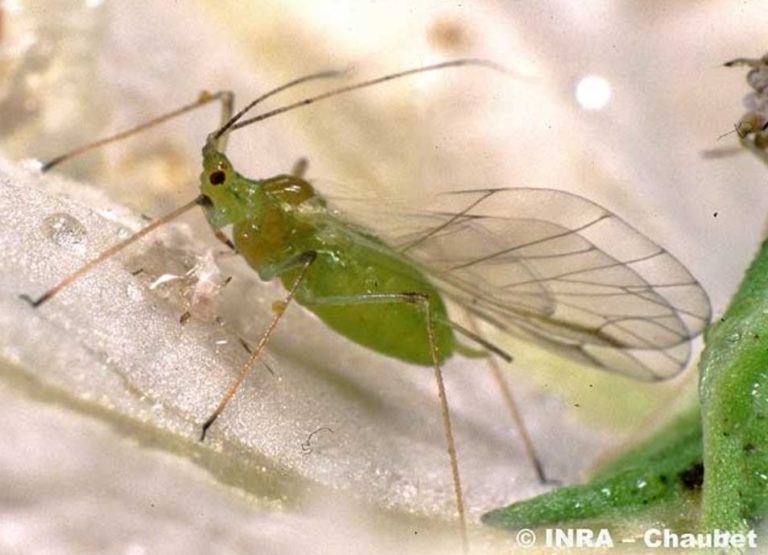 Puceron sur pomme de terre