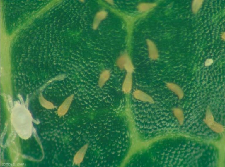 Acarien jaune sur poirier