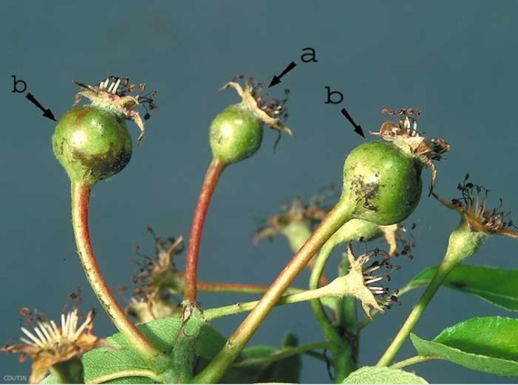 Cécidomyie des poirettes sur poirier