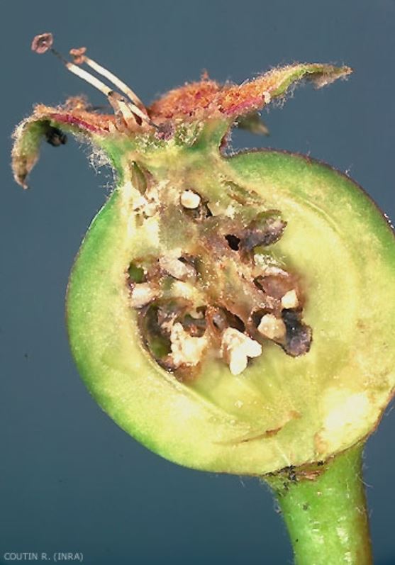 Cécidomyie des poirettes sur poirier