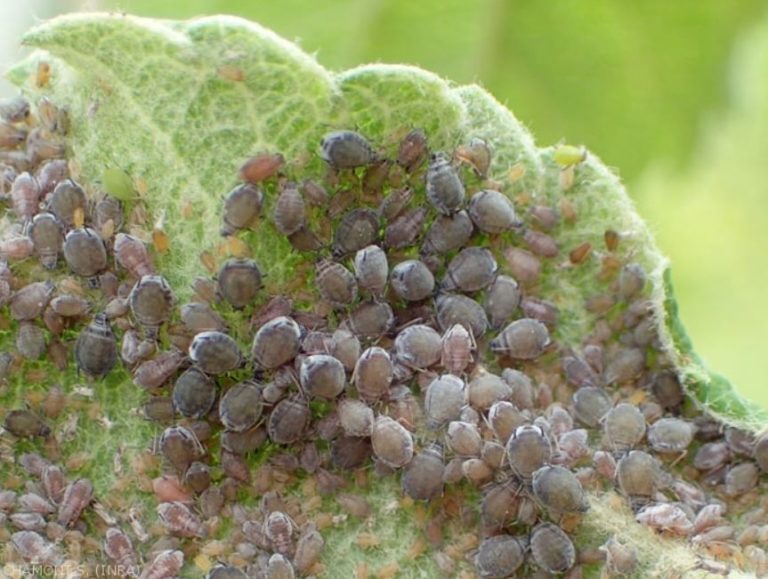 Puceron cendré du pommier