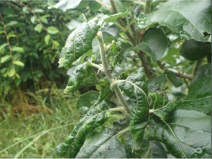 Puceron cendré du pommier