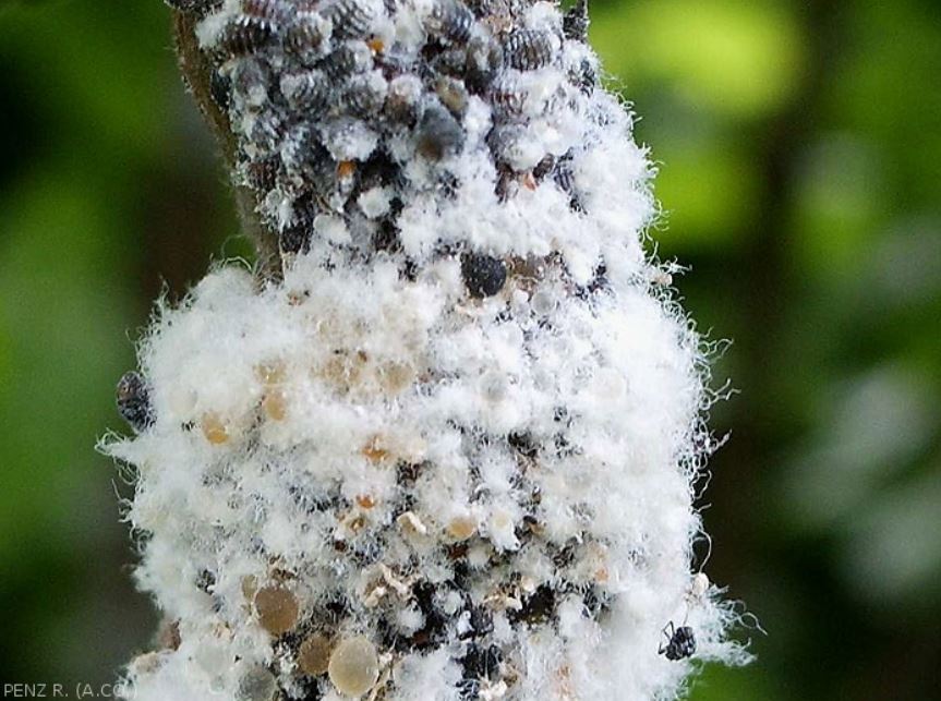Puceron lanigère sur pommier