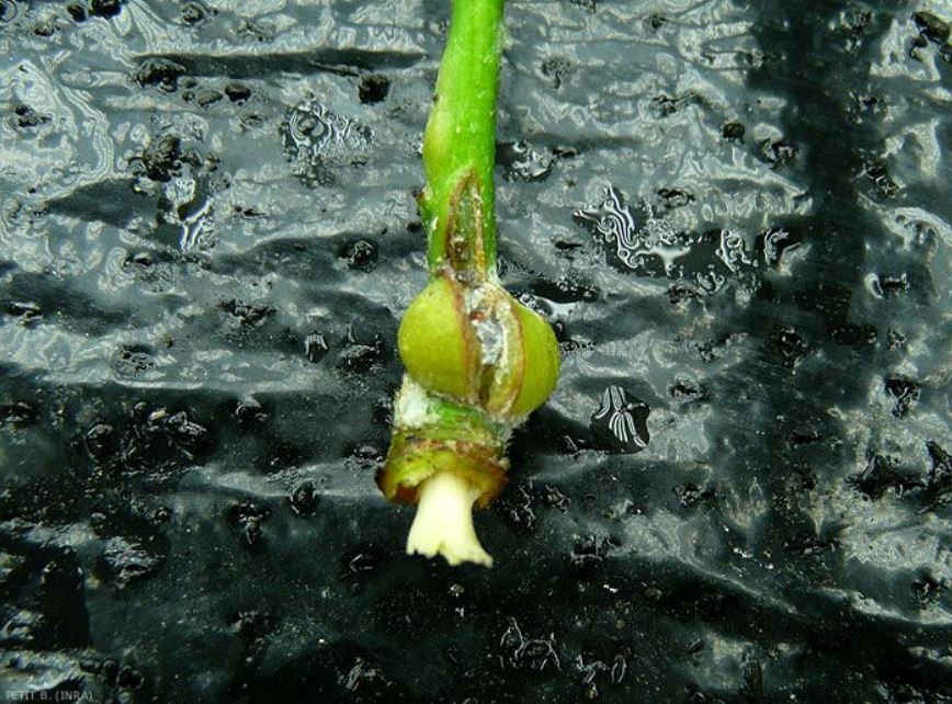 Puceron lanigère sur pommier