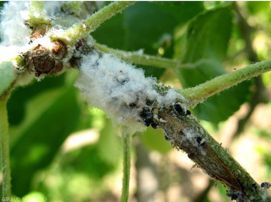 Puceron lanigère sur pommier
