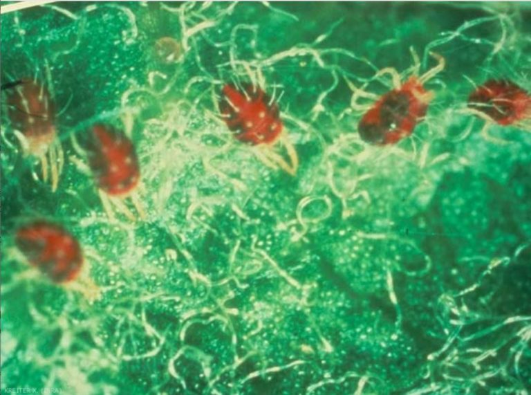 Acarien rouge sur pommier