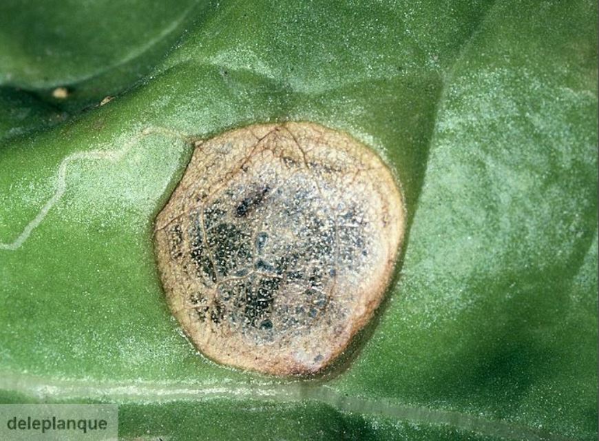 Phoma sur betterave