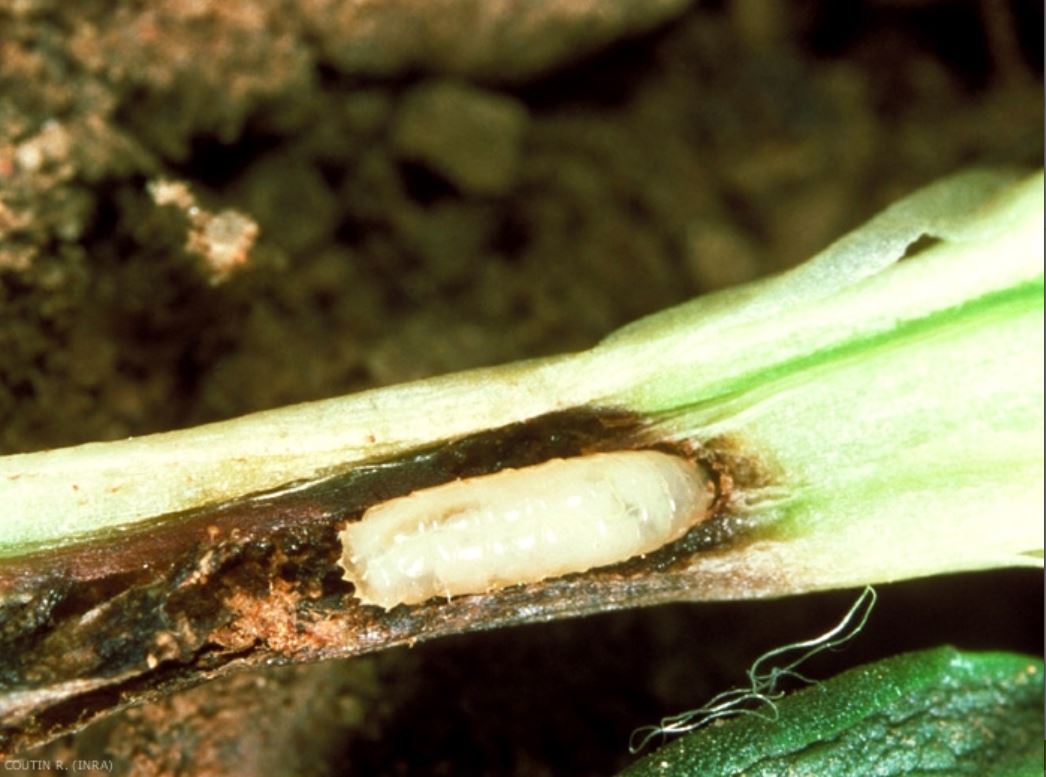 Mouche des semis sur millet