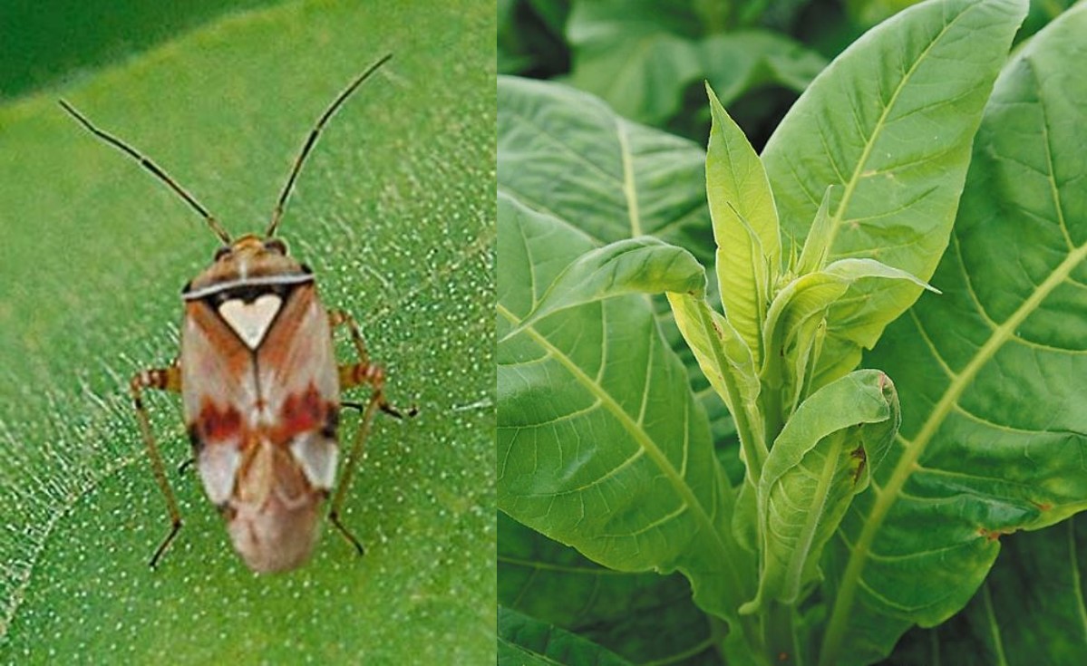 Ravageurs-Punaise_Lygus-spp_plant_Ephytia-INRAE