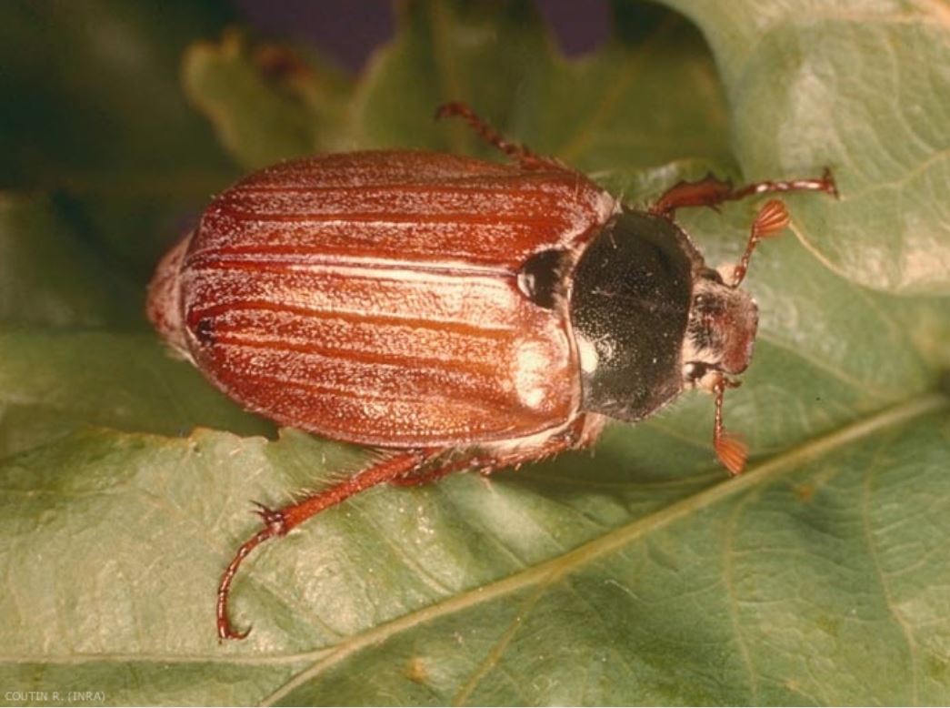 Ver blanc sur millet